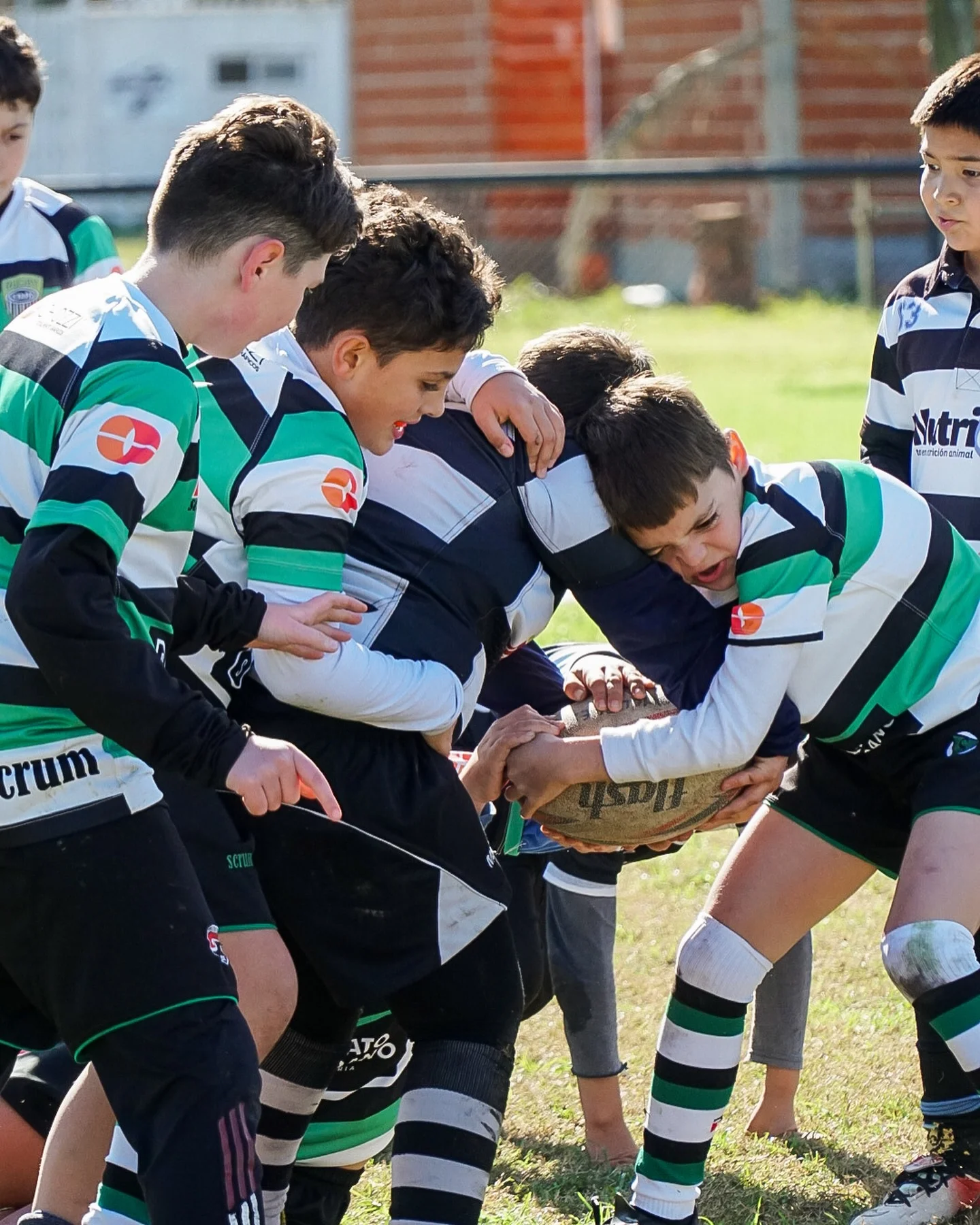 Torneo de Rugby infantil - Alma Juniors
